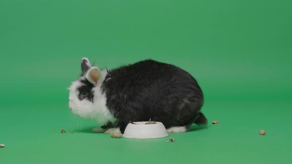 Rabbit eating a nuts, Stock Footage | VideoHive
