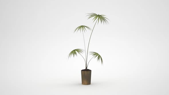 green plant, Motion Graphics | VideoHive