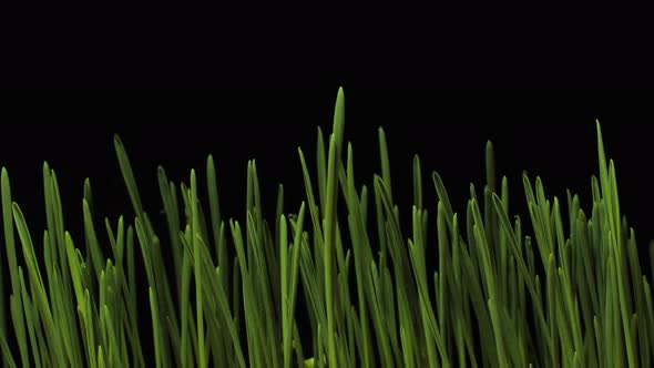 220611_Growing weed plant rising from soil time lapse., Stock Footage