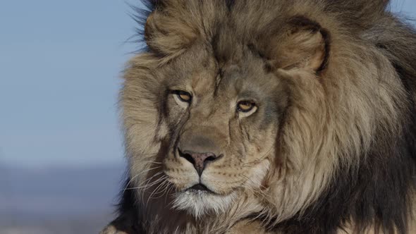 Lion mane slow motion blowing in the wind, Stock Footage | VideoHive