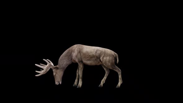 Brown Stag Eat View From Side, Motion Graphics | VideoHive