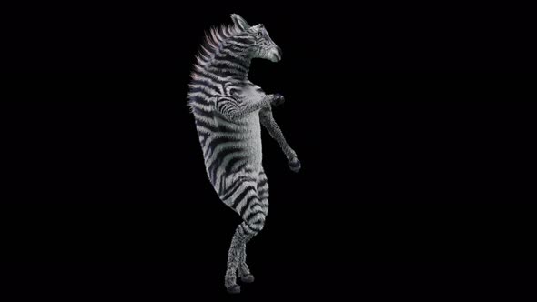 41 Zebra Dancing 4K, Motion Graphics | VideoHive