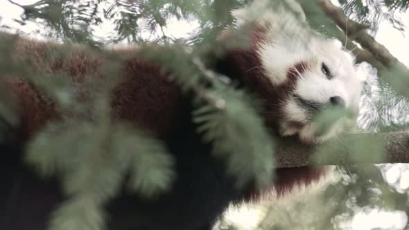 Red Panda Rest in a Forest, Stock Footage | VideoHive