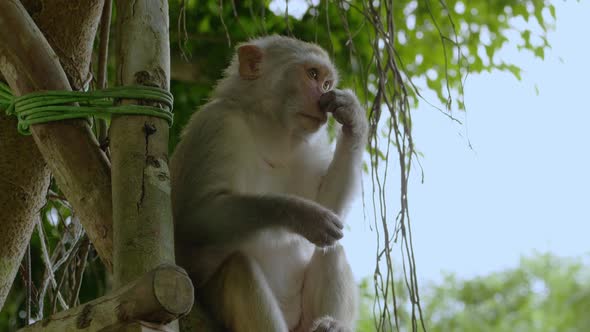 Even monkeys pick their noses when they are bored. A monkey up in a tower surveys the landscape ...