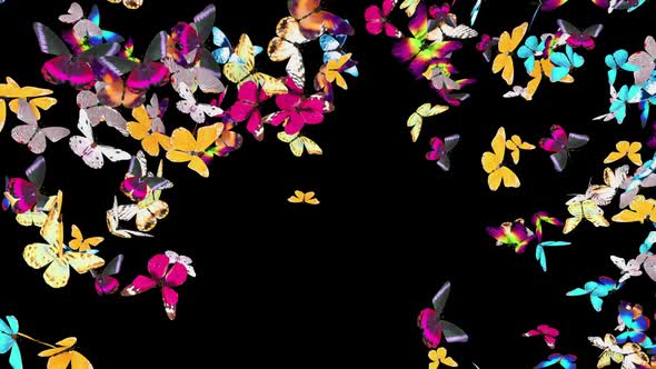 01 Butterfly HD, Motion Graphics | VideoHive