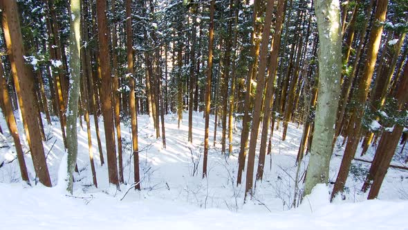 Winter Forest in Japan 23, Stock Footage | VideoHive