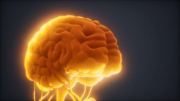 Animated Model of Human Brain, Motion Graphics | VideoHive