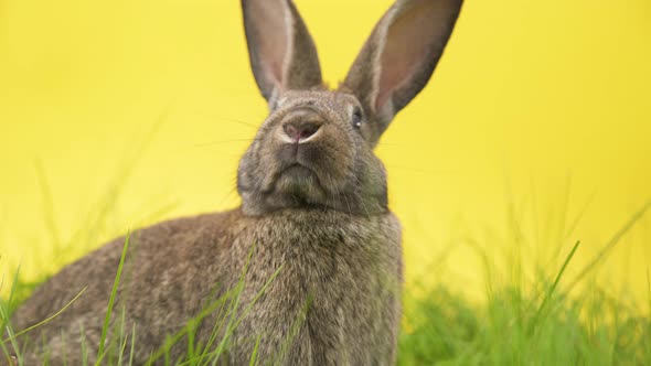 Large rabbit twitching in grass and yellow background, close up shot ...