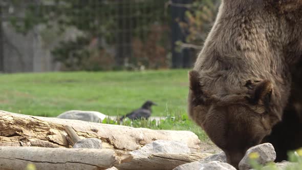 Bear digging through rocks looking for food, Stock Footage | VideoHive