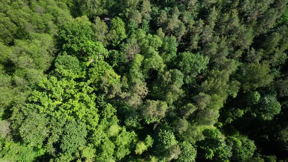 Green leafy deciduous forest treetops - directly above aerial push in ...