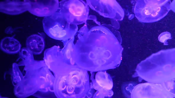 Shiny Vibrant Fluorescent Jellyfish Glow Underwater, Dark Neon Dynamic ...