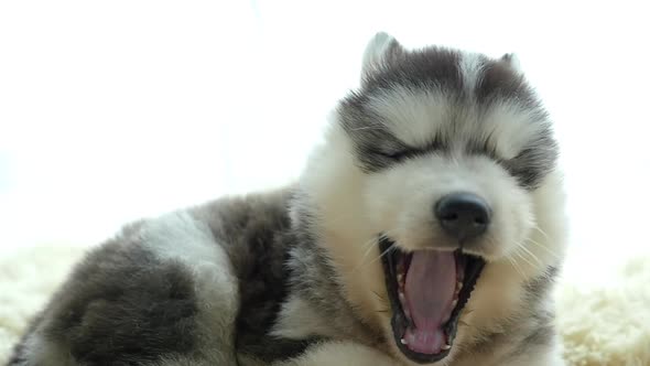 Cute Siberian Husky Puppy Yawning In The Living Room, Stock Footage