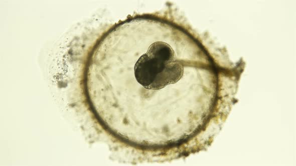 Eggs of the Cochlea Under the Microscope, Stock Footage | VideoHive