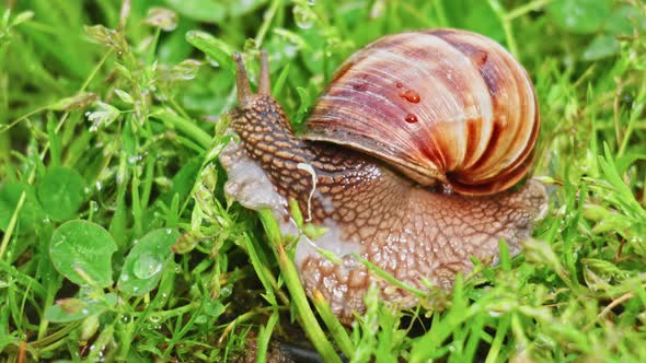 Snail (4K), Stock Footage | VideoHive