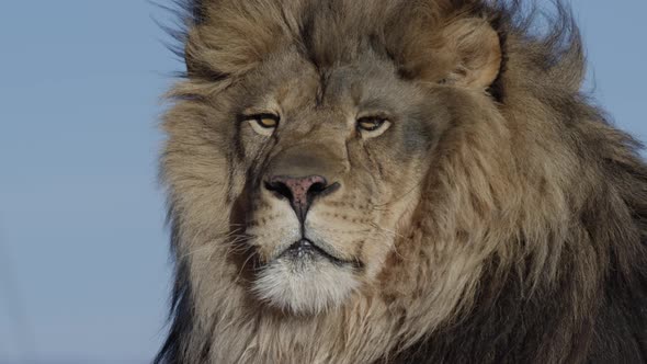 Lion sitting slow motion windy mane, Stock Footage | VideoHive