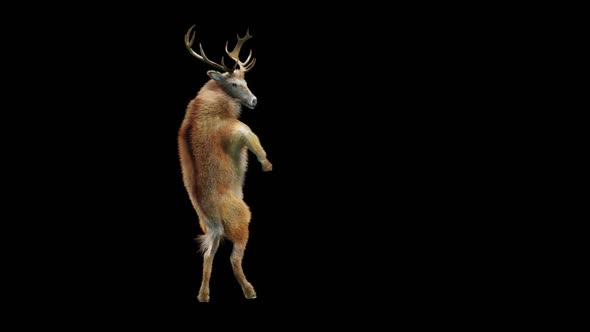 51 Deer Dancing HD, Motion Graphics | VideoHive