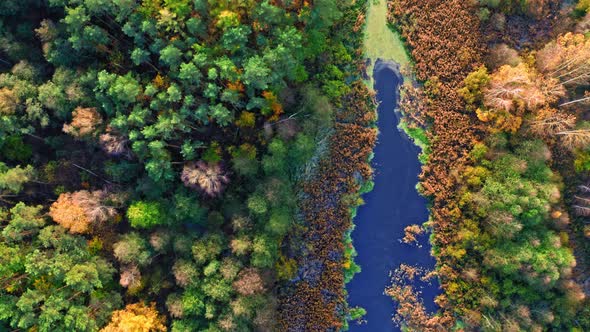 Top down view of lake and swamps in autumn, Stock Footage | VideoHive