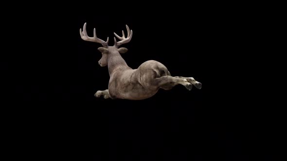 Brown Stag Jump Fly View Back Side, Motion Graphics | VideoHive