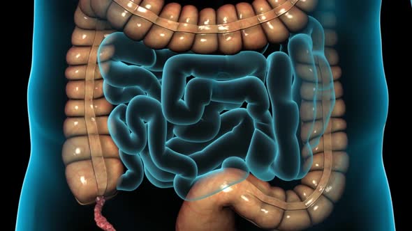 Food's journey through the intestinal tract, Motion Graphics | VideoHive