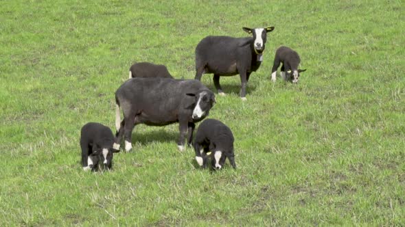 Black suffolk sheep and lamb on a filed on a sunny day, Stock Footage