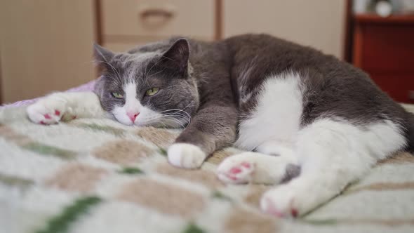 a Fat Gray and White Cat Falls Asleep with Its Paws Apart, Stock Footage