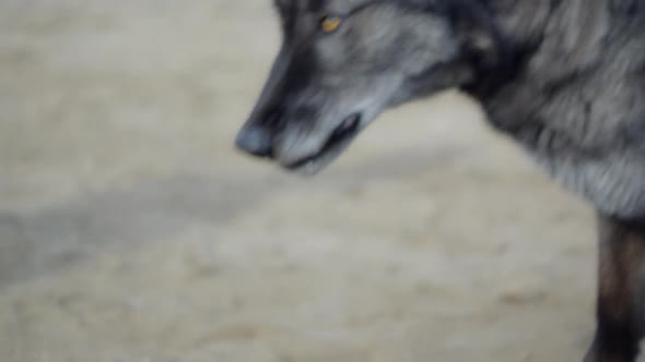 Trained wolf feasting on a piece of meat (close up shot ), Stock Footage