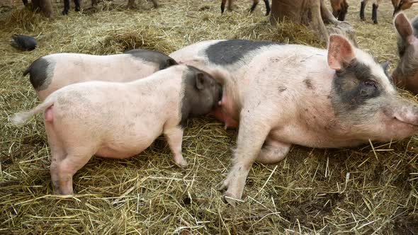Pigs in a Farm, Stock Footage | VideoHive