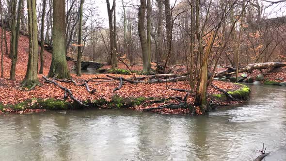 Damp forest swamp in autumn, Stock Footage | VideoHive