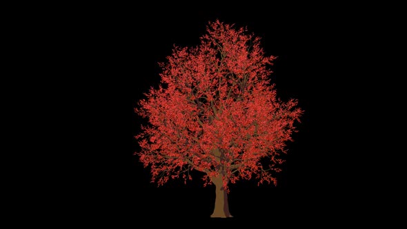 Cartoon Red Oak Tree Grow, Motion Graphics | VideoHive