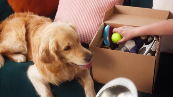 Man Opening Online Delivery Box with His Retriever Dog Ecommerce ...