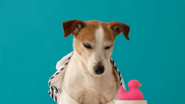 Dog in Robe with Pink Rubber Duck, Stock Footage | VideoHive