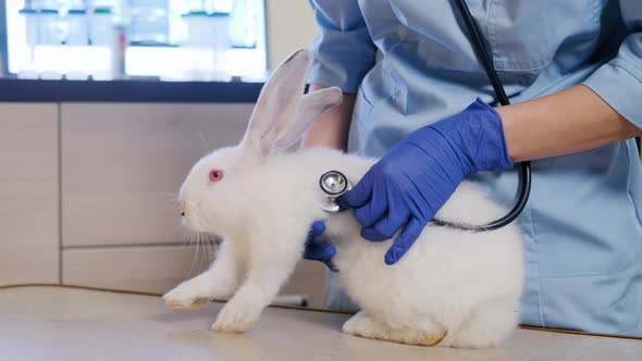 Female Doctor Holding a White Rabbit in Her Arms with a Stethoscope ...
