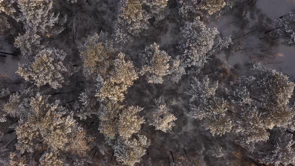 Flying Over Frozen Treetops of Pine Trees in Winter, Stock Footage