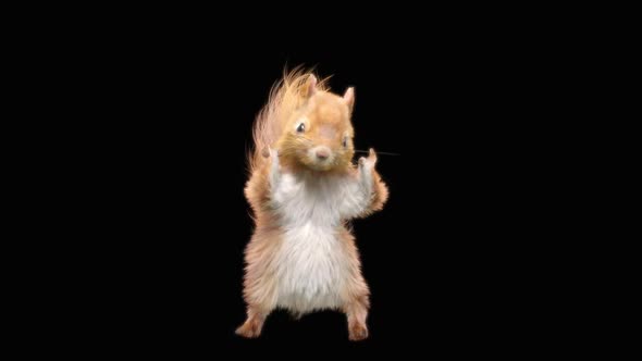 Squirrel Dancing HD, Motion Graphics | VideoHive
