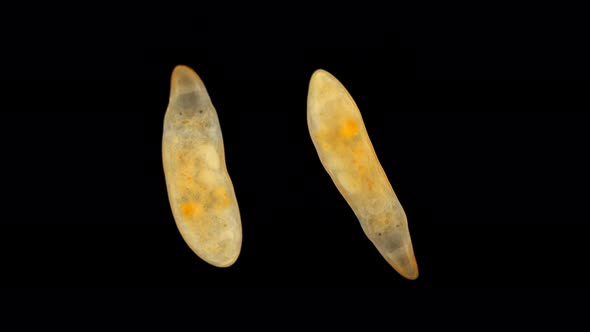 Worm Gyratrix sp. Under a Microscope, Polycystididae Family ...