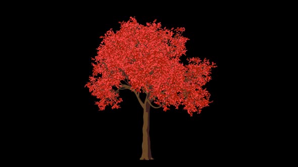 Cartoon Acer Tree Grow, Motion Graphics | VideoHive