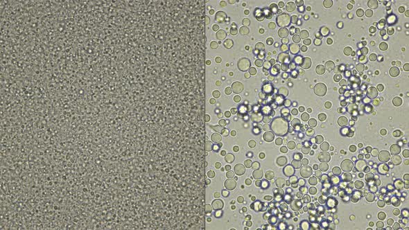 Milk Under a Microscope,on the Video on the Left, From the Store That ...