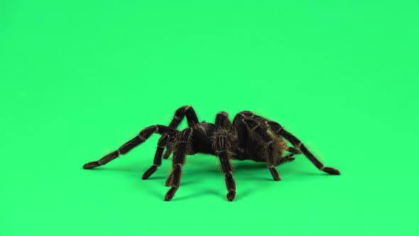 Spider Tarantula in Threatening Position Isolated at Green Screen ...