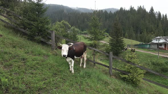 Ukraine, Carpathians: Cow in the Mountains. Aerial, Stock Footage ...