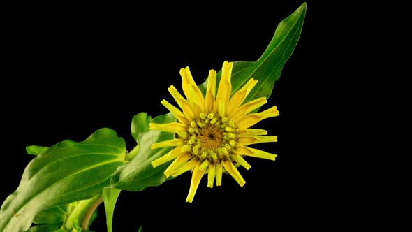 Time Lapse of a Zinnia Flower Blooming, Stock Footage | VideoHive