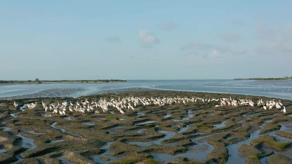 Peninsula of Mussulo bird sanctuary. Muddy zone, at the end of a 30 km ...