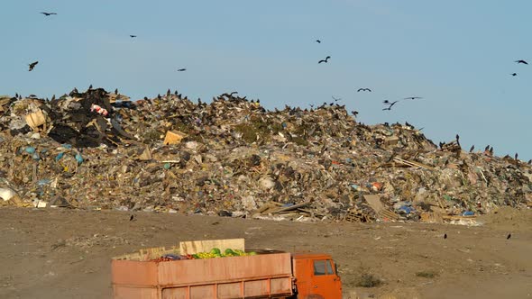Big Waste and Garbage Dump Overflowing with Birds and Animals Outdoors ...