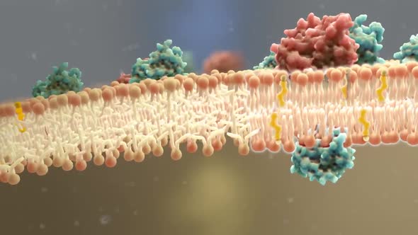 Animated clip showing the lipid layer of a human cell, Motion Graphics