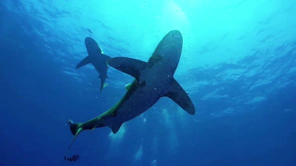 Two Great White Shark swimming around divers., Stock Footage | VideoHive