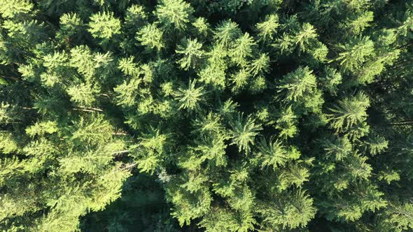 Push-out drone shot of conifer trees from above, full frame, Stock Footage