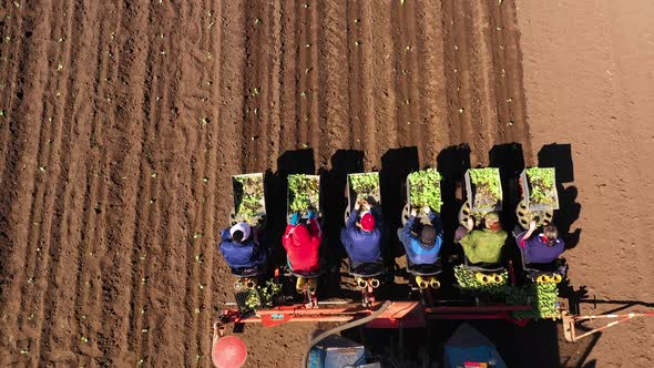 Planting Cabbage Seedlings Using a Combine, Stock Footage | VideoHive