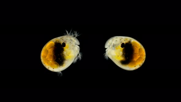 Ostracoda Under a Microscope, of the Cypridinidae Family, in the Video ...