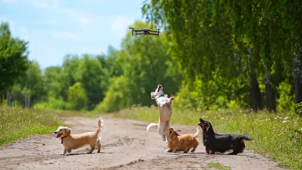 Dogs playing together outdoors. Happy dogs jumping together, trying to ...