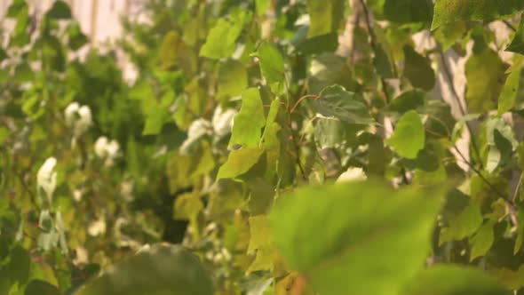 big tree leaves are moving on their branch in the wind, Stock Footage