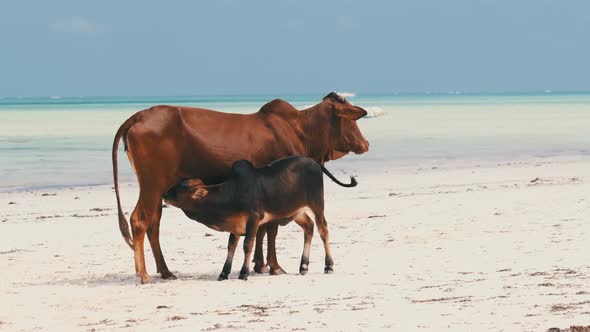 African Humpback Cow Feeds a Calf on a Tropical Sandy Beach By Ocean ...